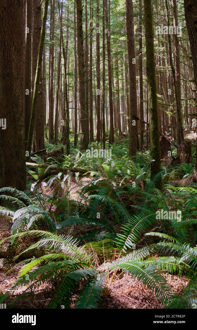The trail to China Beach in Juan de Fuca Provincial Park passes through ...