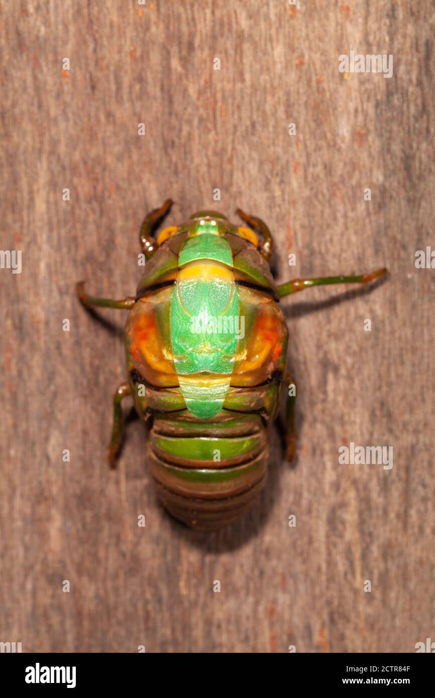 Cicada molting exuvia emerging shell Stock Photo - Alamy