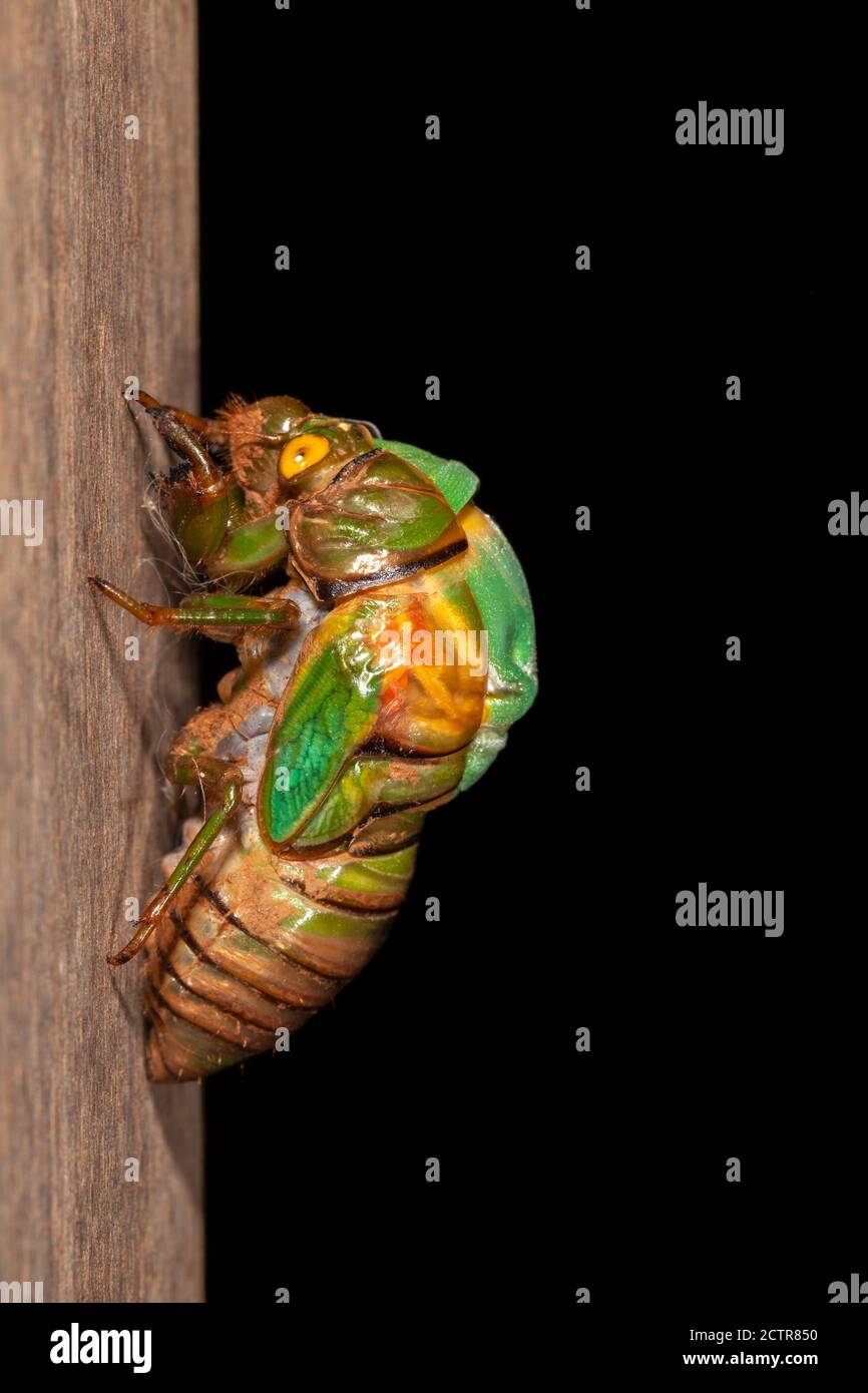 Cicada molting exuvia emerging shell Stock Photo - Alamy