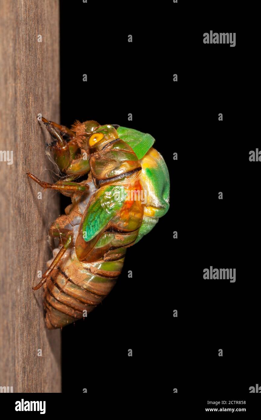 Cicada molting hi-res stock photography and images - Alamy