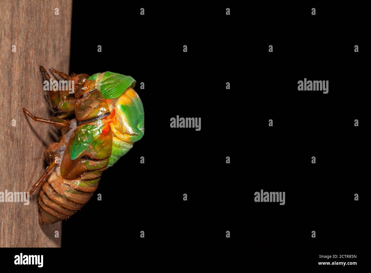 Cicada molting exuvia emerging shell Stock Photo - Alamy