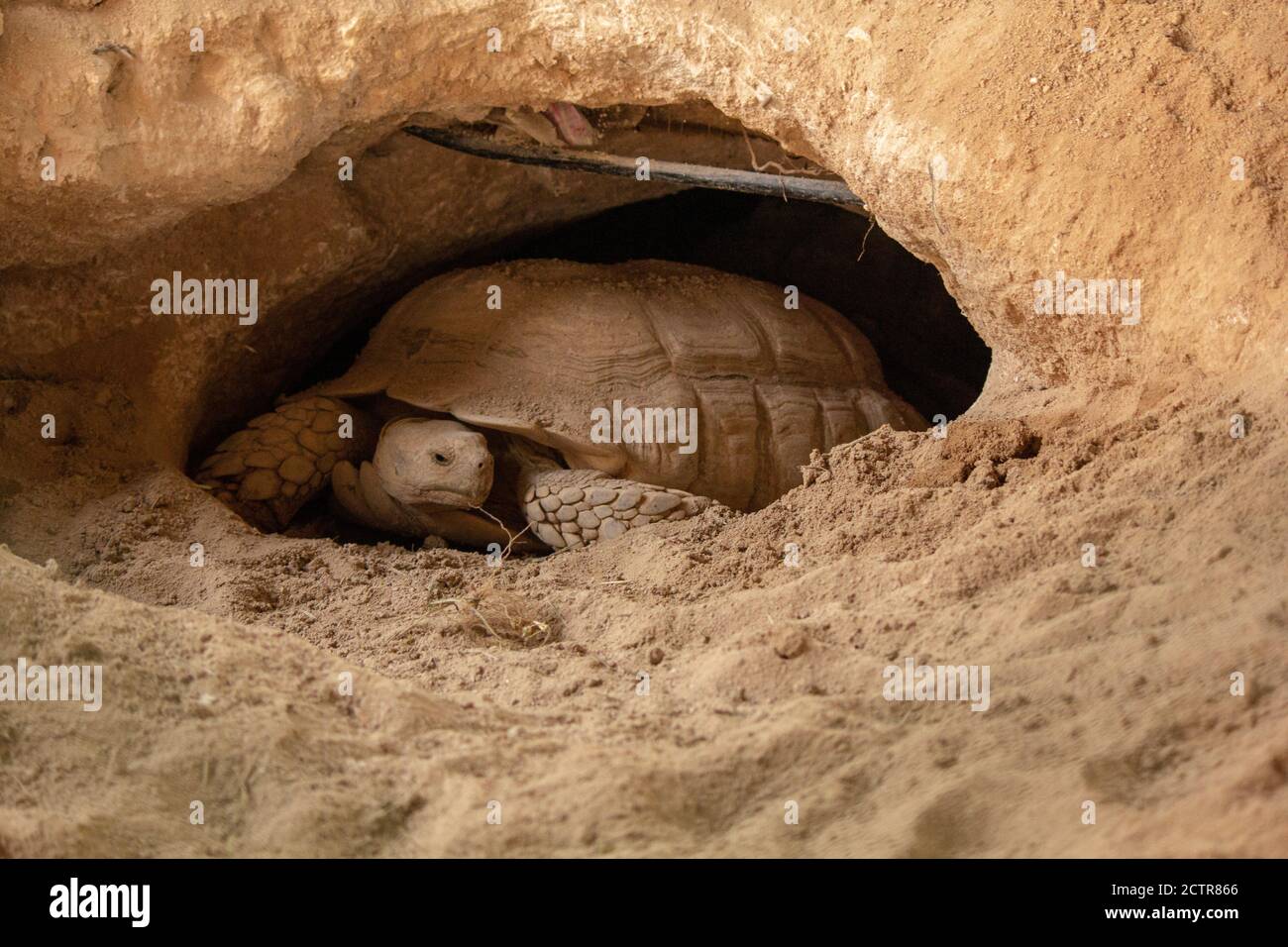 Desert tortoise lives in hole made in the desert.. desert animal Stock ...