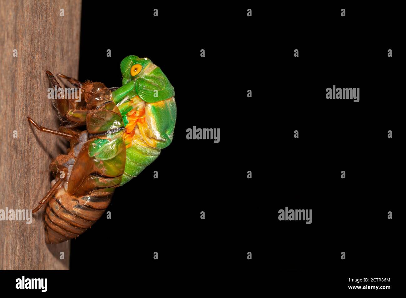 Cicada molting exuvia emerging shell Stock Photo - Alamy