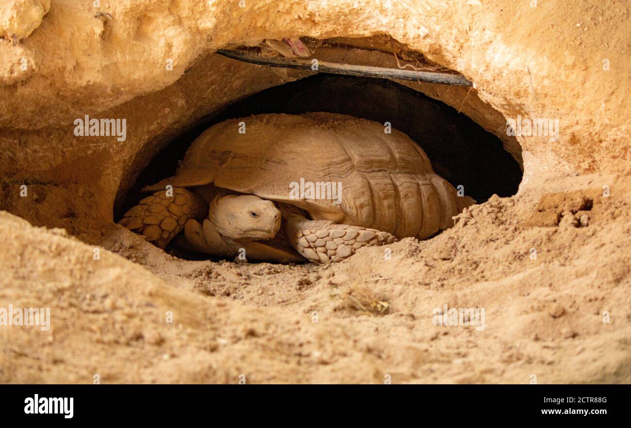 Desert tortoise lives in hole made in the desert.. desert animal Stock ...
