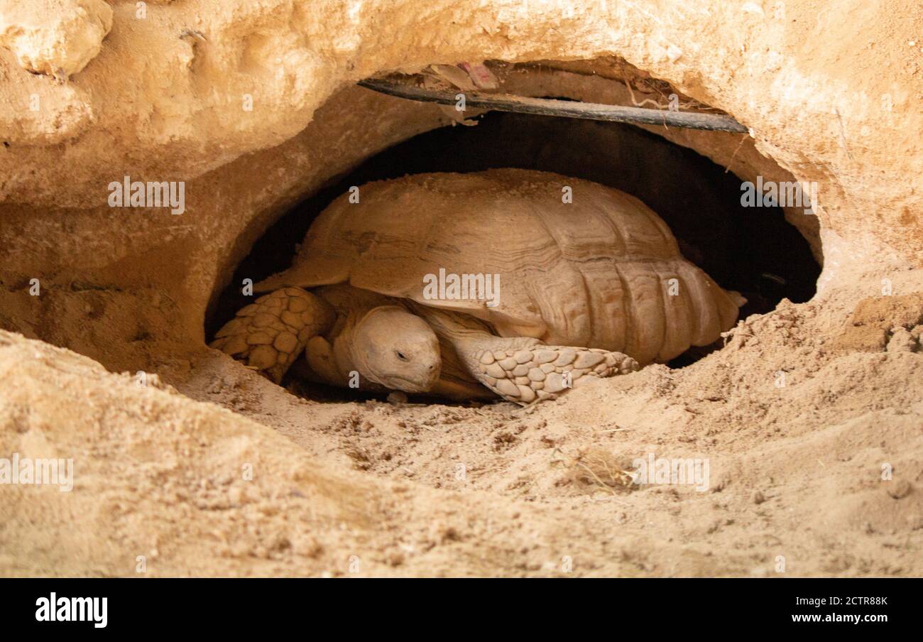 Desert tortoise lives in hole made in the desert.. desert animal Stock ...