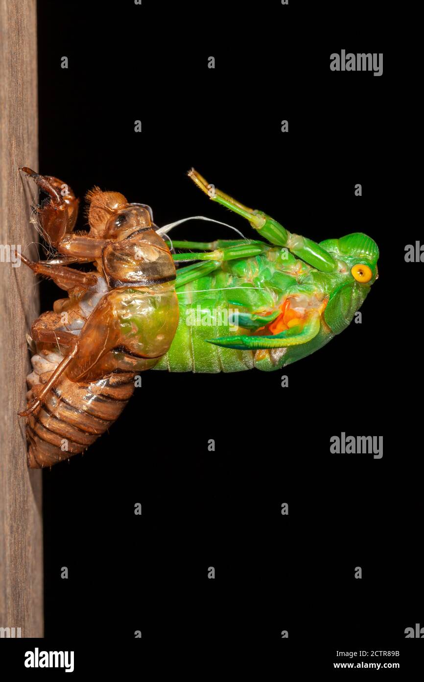 Cicada molting exuvia emerging shell Stock Photo - Alamy