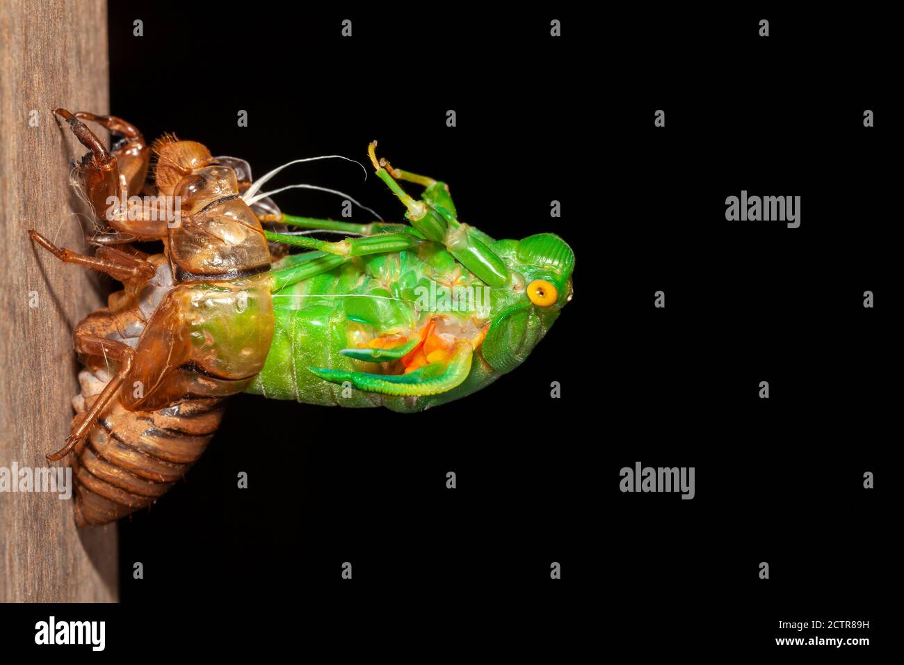 Cicada molting exuvia emerging shell Stock Photo - Alamy