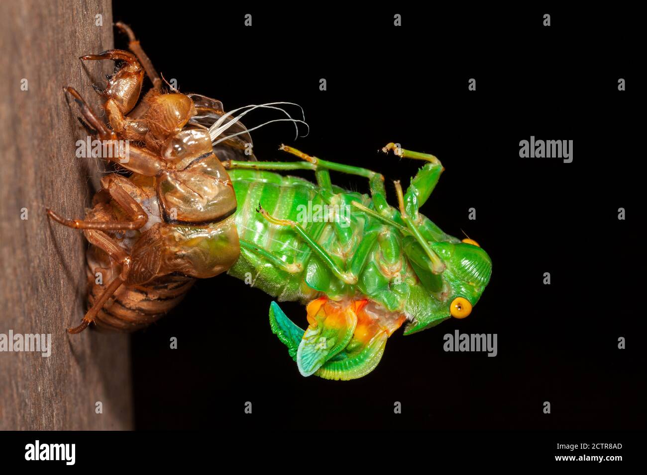 Cicada molting exuvia emerging shell Stock Photo - Alamy