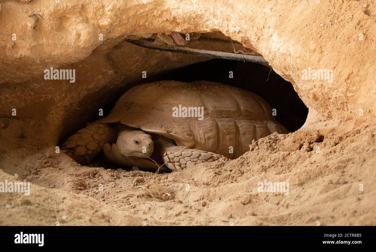 Desert tortoise lives in hole made in the desert.. desert animal Stock ...