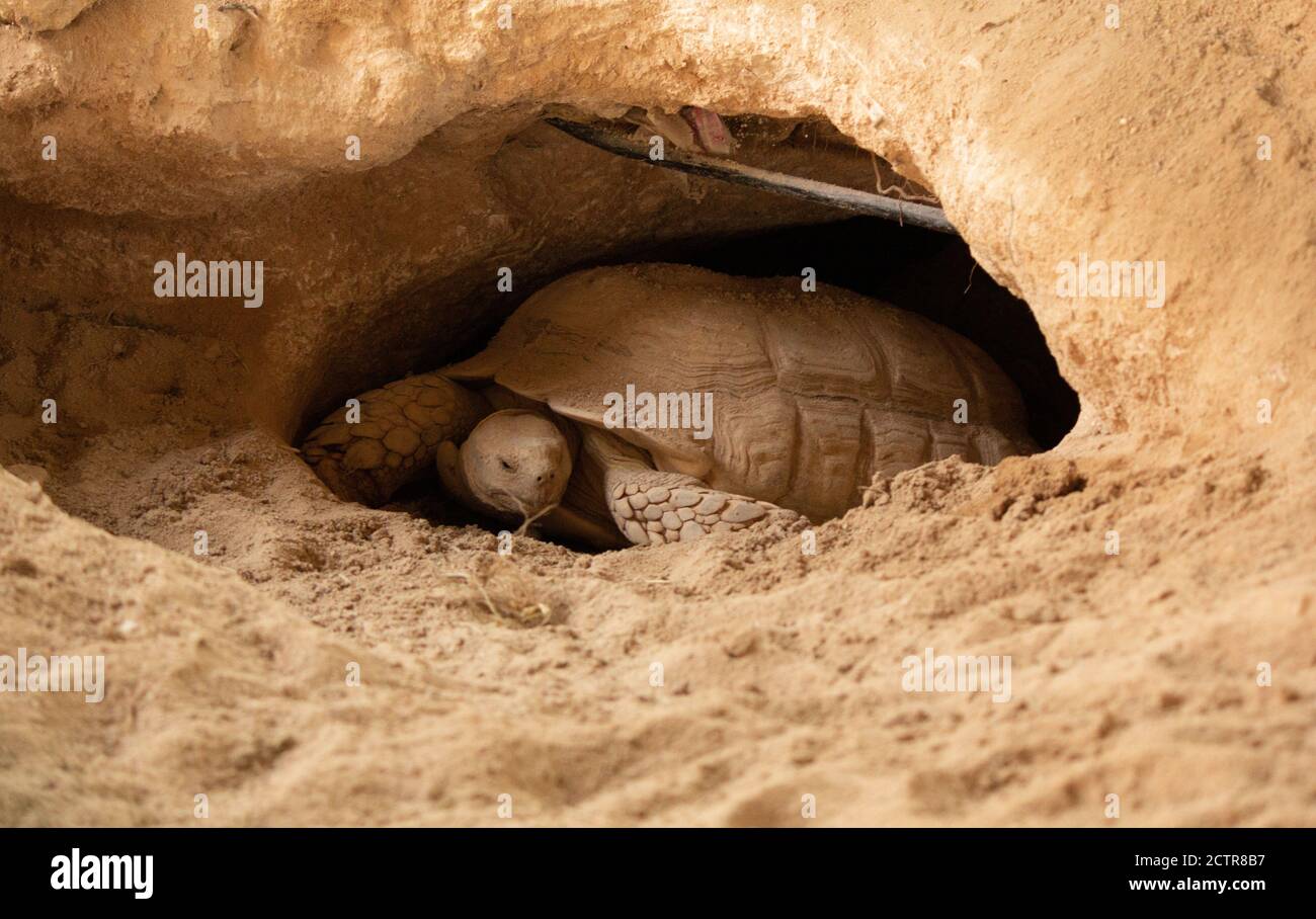 Desert tortoise lives in hole made in the desert.. desert animal Stock ...
