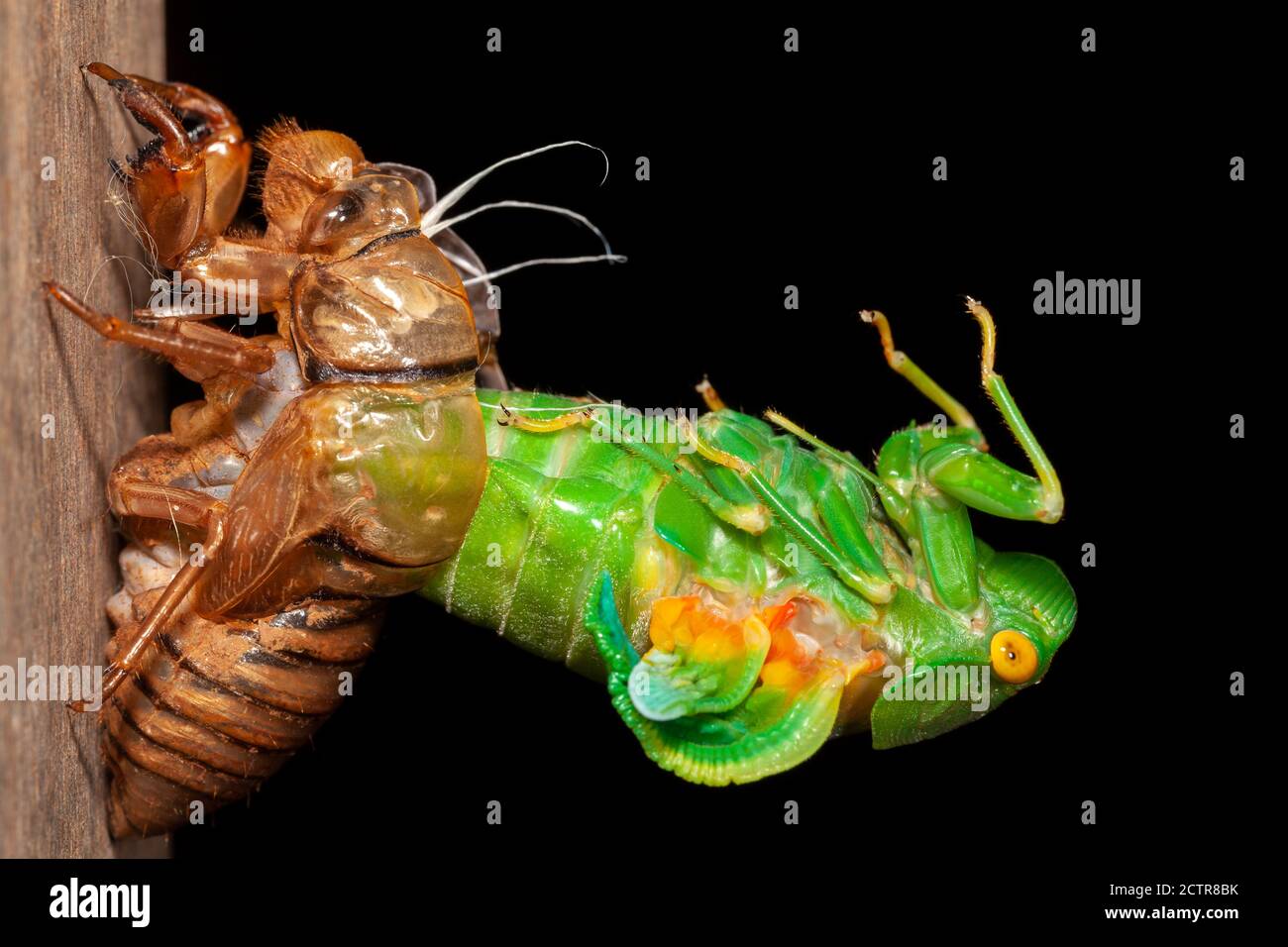 Cicada molting exuvia emerging shell Stock Photo - Alamy