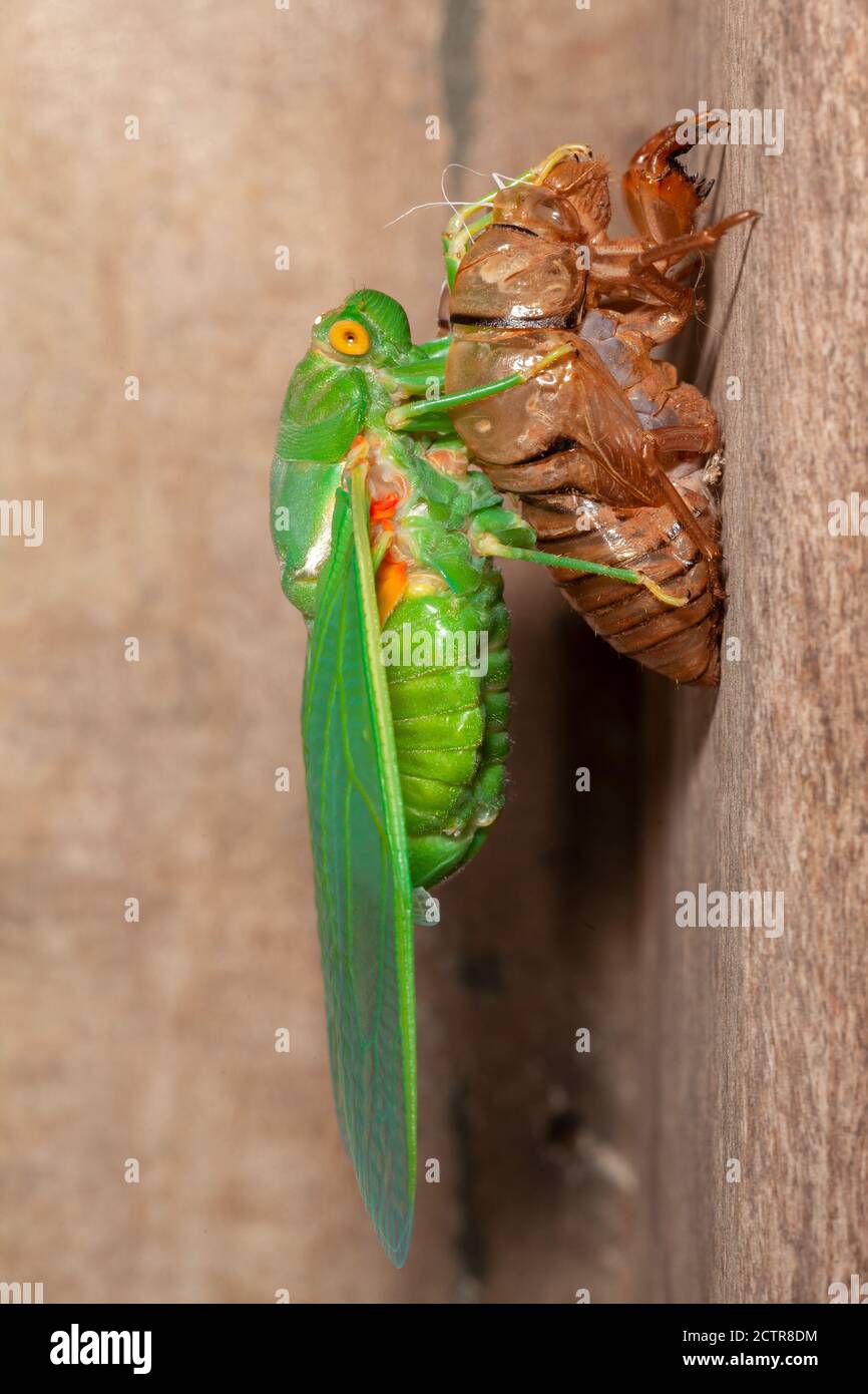 Cicada molting exuvia emerging shell Stock Photo - Alamy