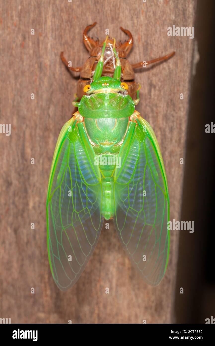 Cicada molting exuvia emerging shell Stock Photo - Alamy