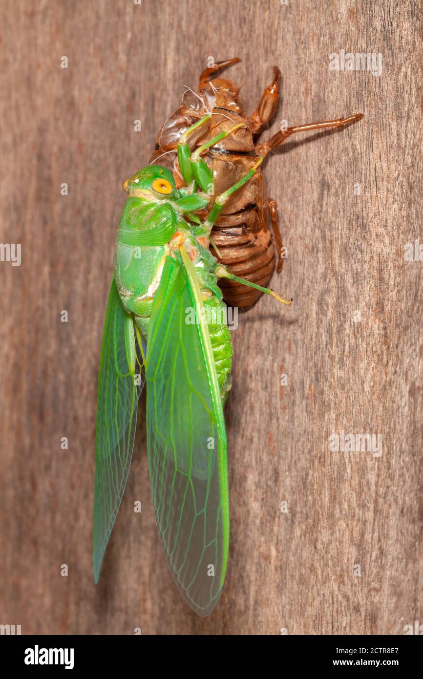 Cicada molting exuvia emerging shell Stock Photo - Alamy