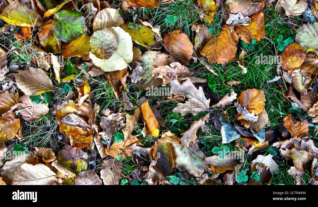 Autumn leaves on the round Stock Photo - Alamy