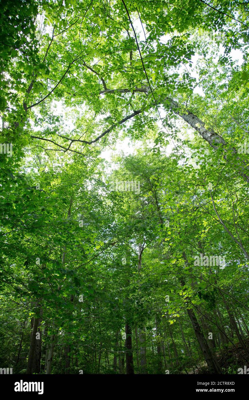 Low Angle View of Tree Canopy Stock Photo - Alamy