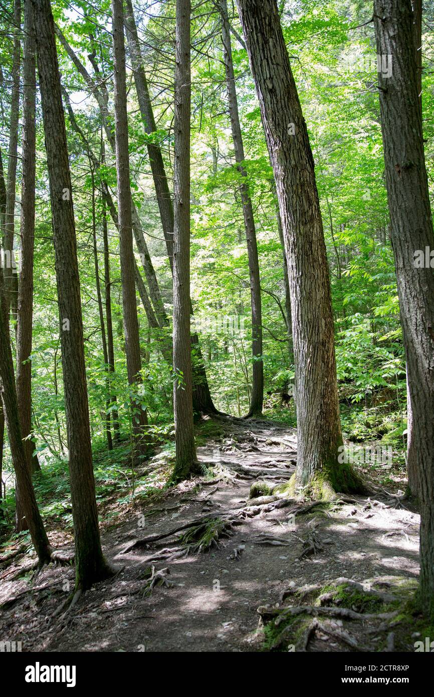 Tree Trunks and Forest Floor Stock Photo - Alamy