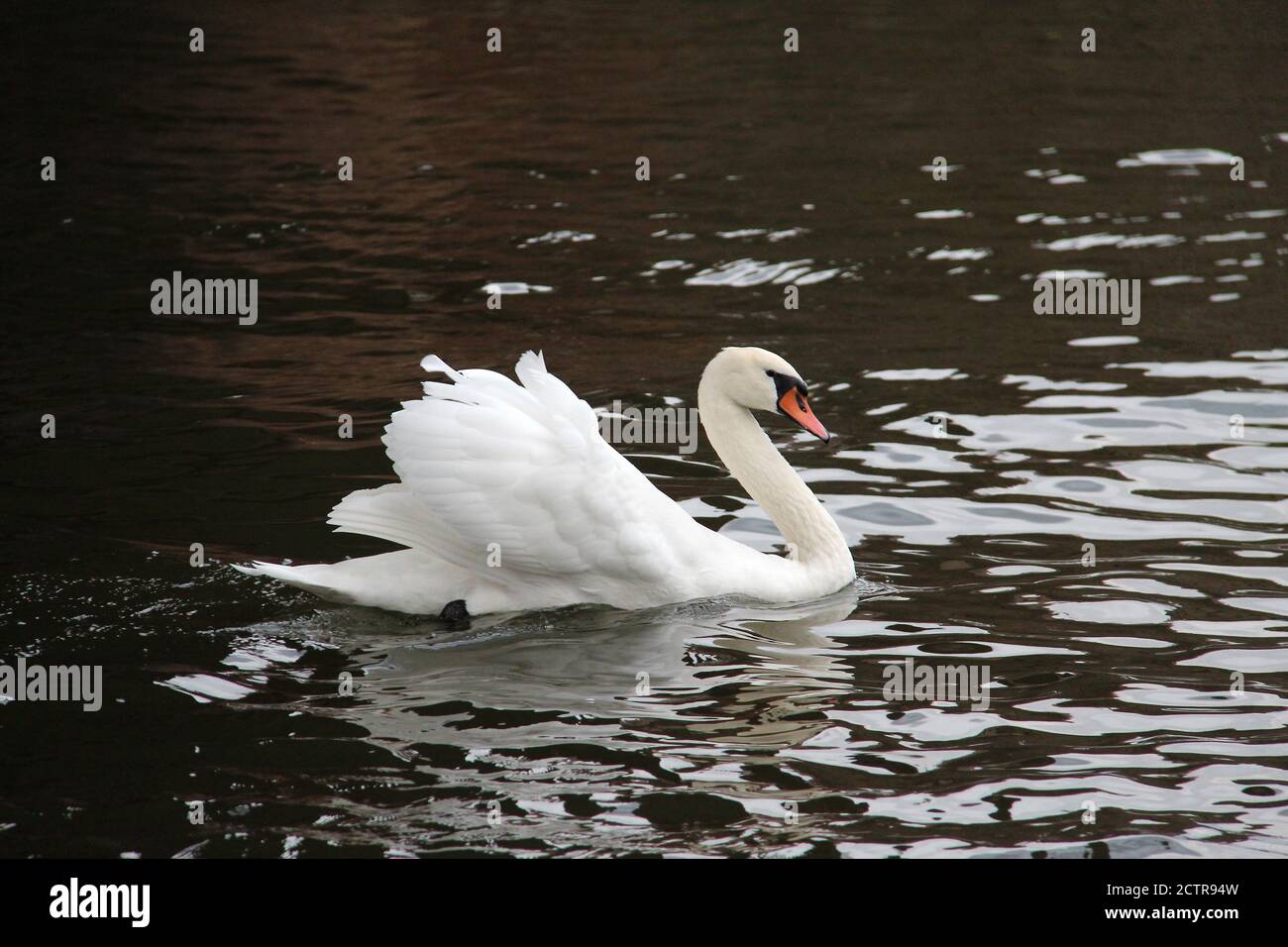 Selective focus shot of a white swan Stock Photo - Alamy