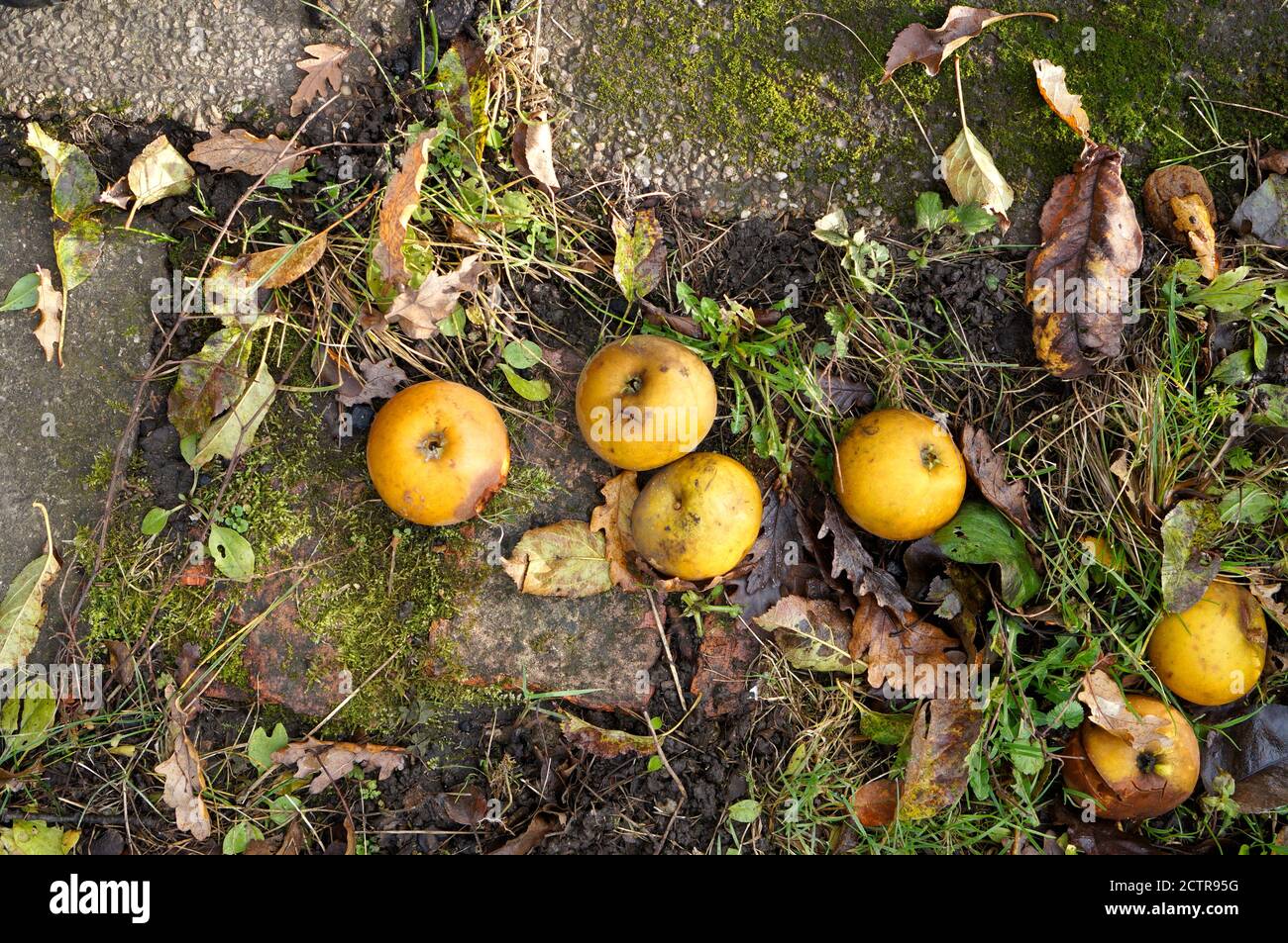 Fall apples on the ground Stock Photo - Alamy