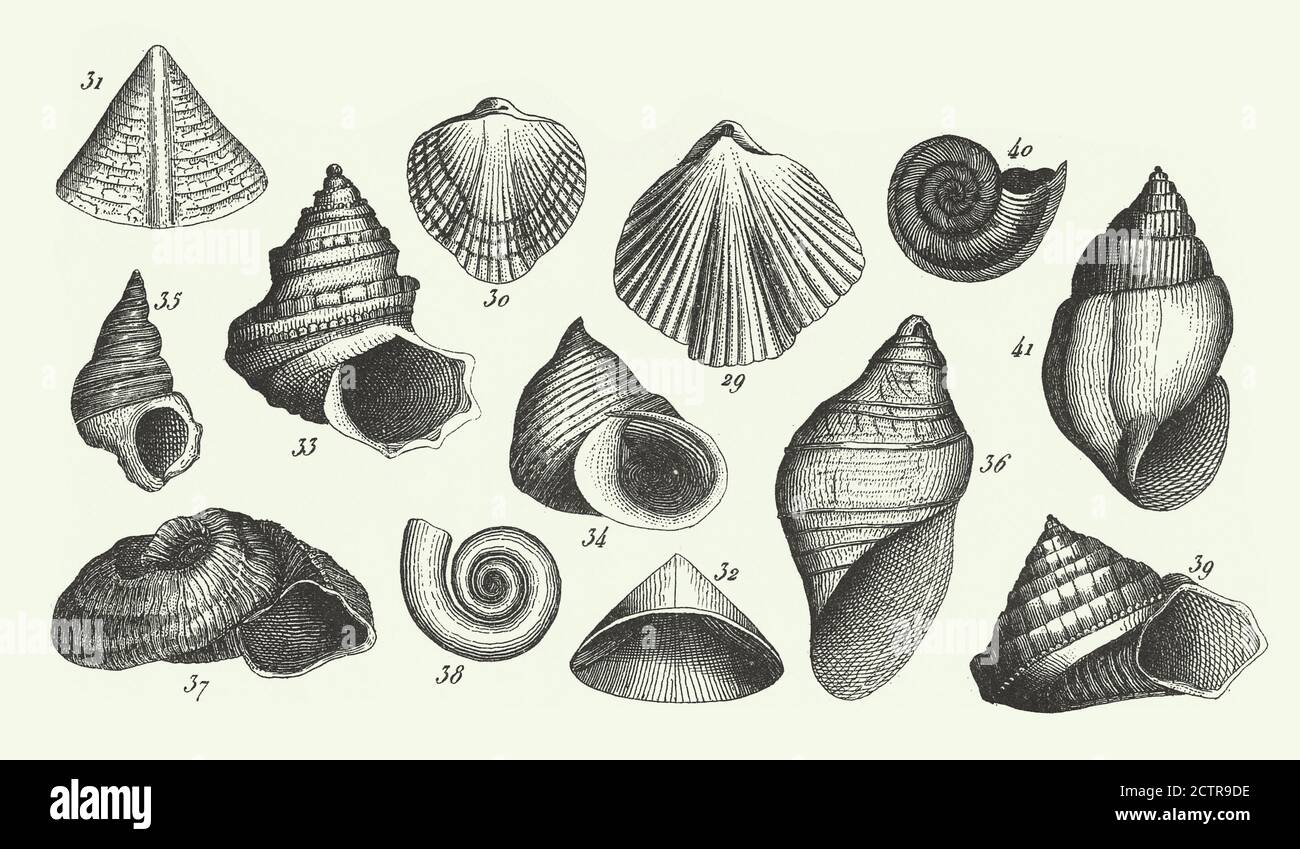Historic Vintage, Fossils of the Copper Slate Formation, Section of the ...