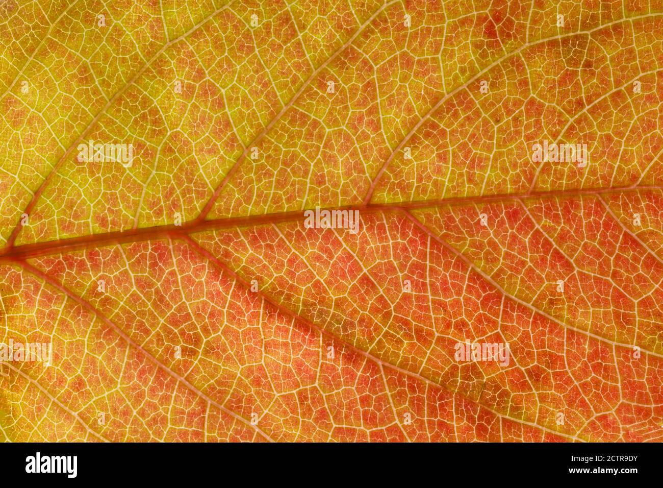 beautiful maple leaf close up. background for design Stock Photo - Alamy