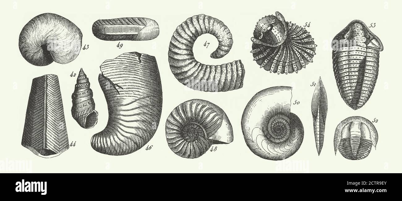 Historic Vintage, Fossils of the Copper Slate Formation, Section of the ...