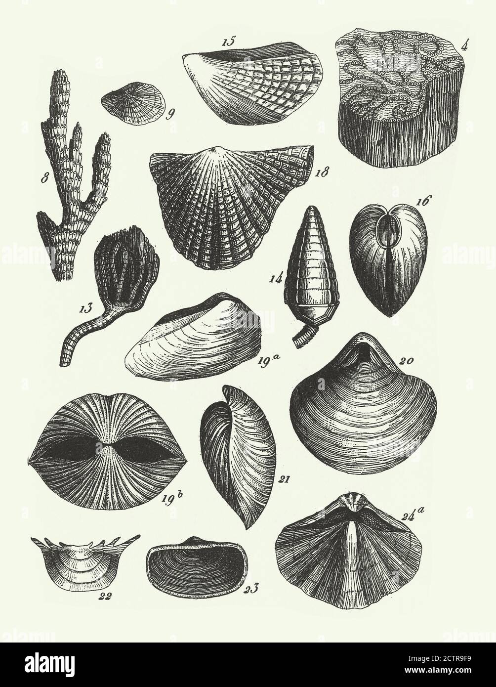 Historic Vintage, Fossils of the Transition Slate, Fossils and ...