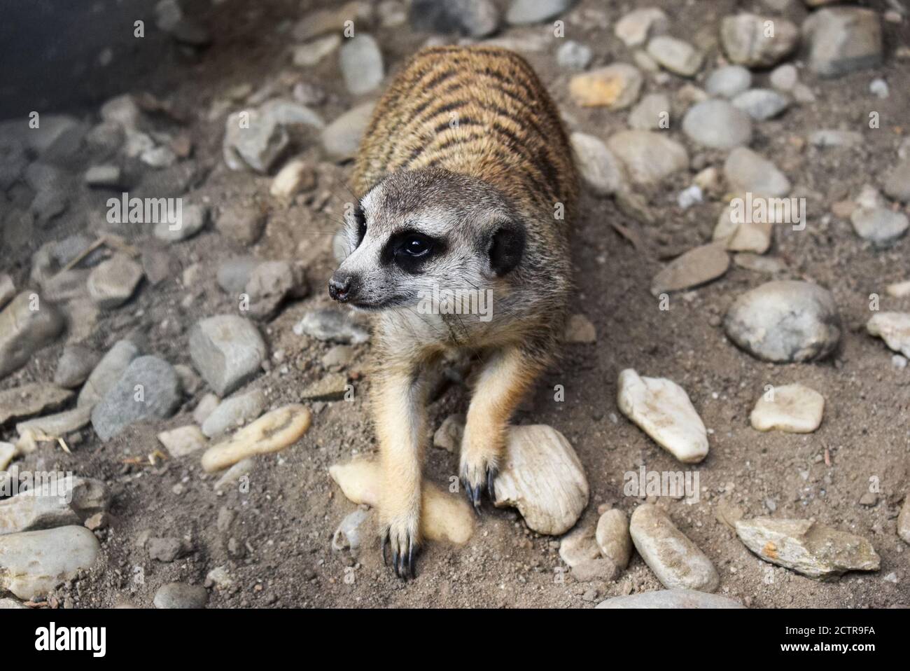 A rodent is upset in the zoo cage and wants to be released Stock Photo ...