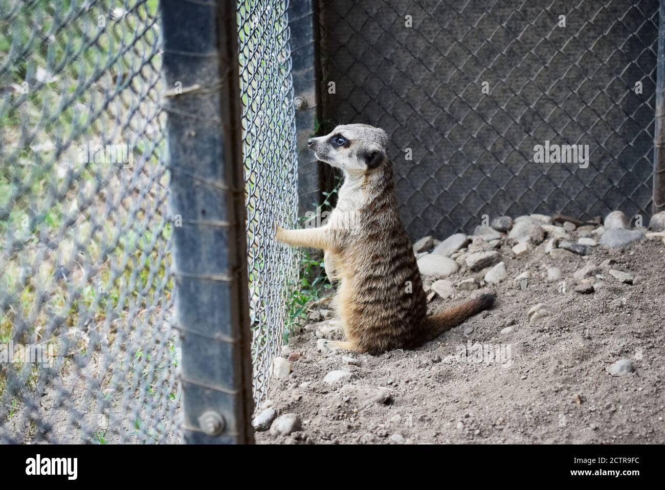 A rodent is upset in the zoo cage and wants to be released Stock Photo ...