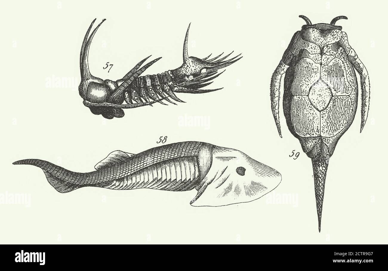 Historic Vintage, Fossils of the Transition Slate, Fossils and ...