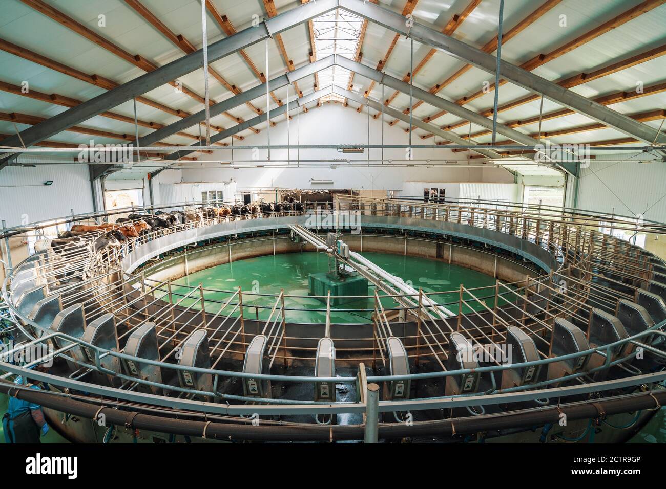Milking cows process on automatic industrial milking system in dairy ...
