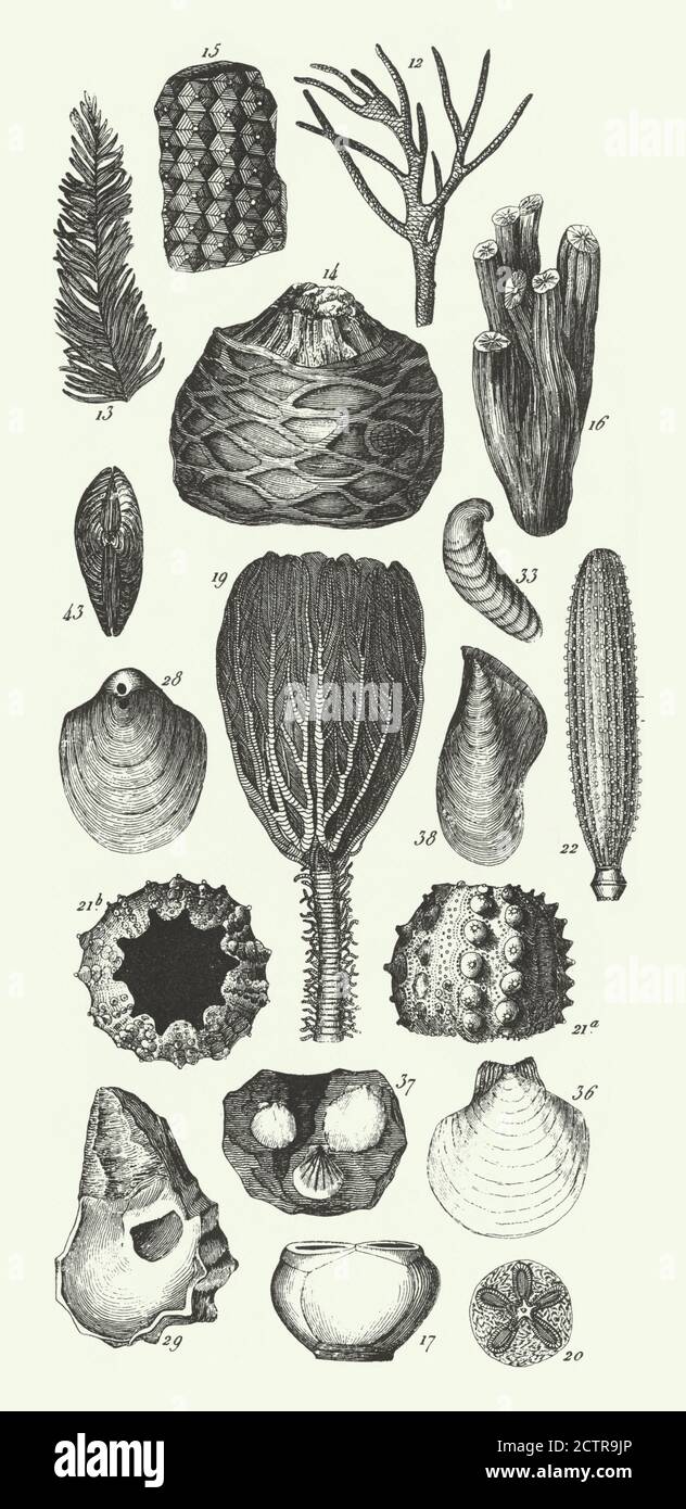 Historic Vintage, Fossils of the Copper Slate Formation, Section of the ...