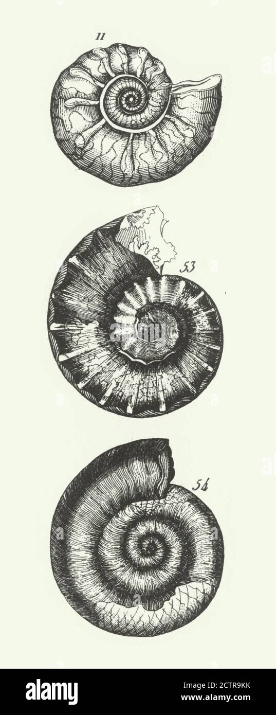 Fossil formation diagram hi-res stock photography and images - Alamy