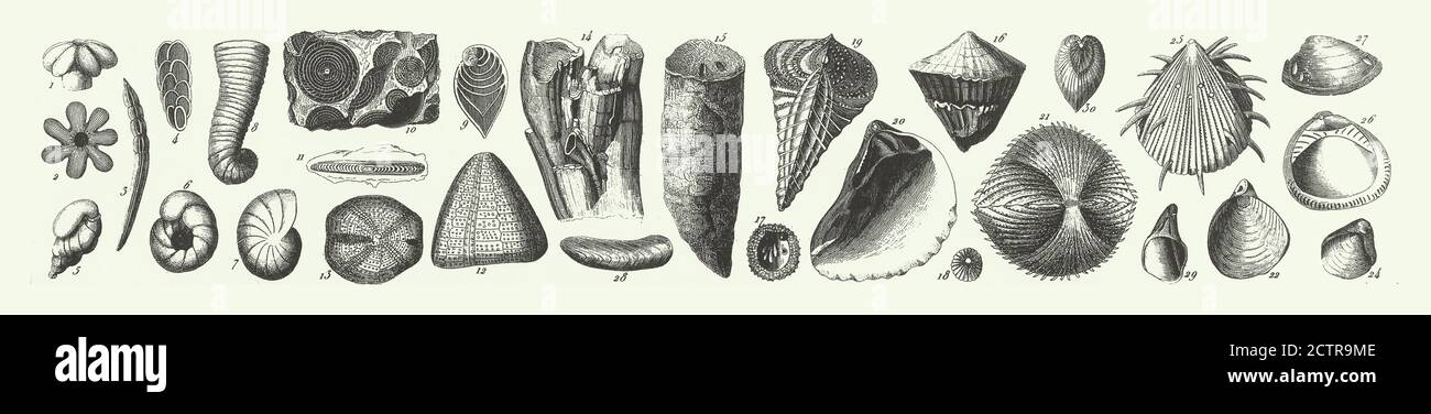 Historic Vintage, Fossils of the Cretaceous System, Fossils, a Skeleton ...