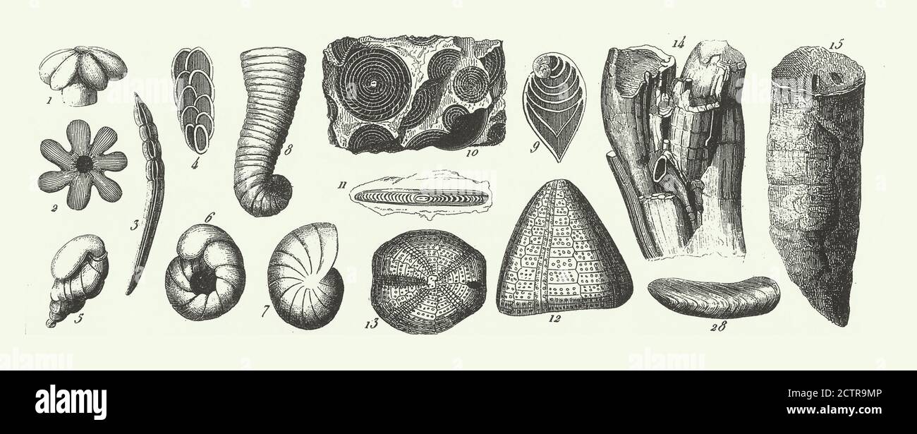 Historic Vintage, Fossils of the Cretaceous System, Fossils, a Skeleton ...