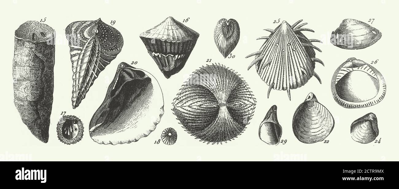 Fossils of the Cretaceous System, Fossils, a Skeleton, and Veins of Ore ...