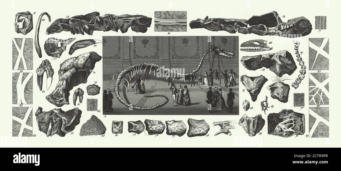 Historic Vintage, Fossils of the Jura, Skeleton of Hydrarchos Harlani ...