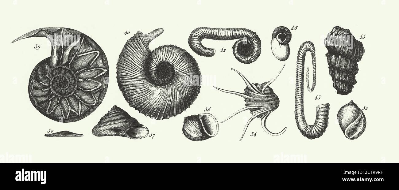 Historic Vintage, Fossils of the Cretaceous system, Fossils, a Skeleton ...