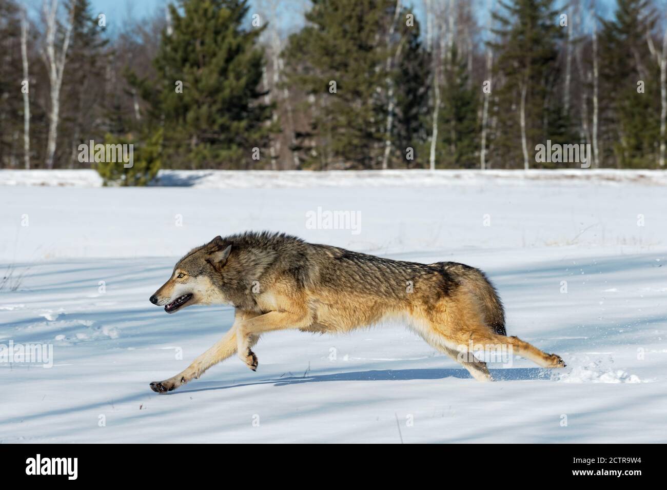 The wolf runs through the snow hi-res stock photography and images - Alamy