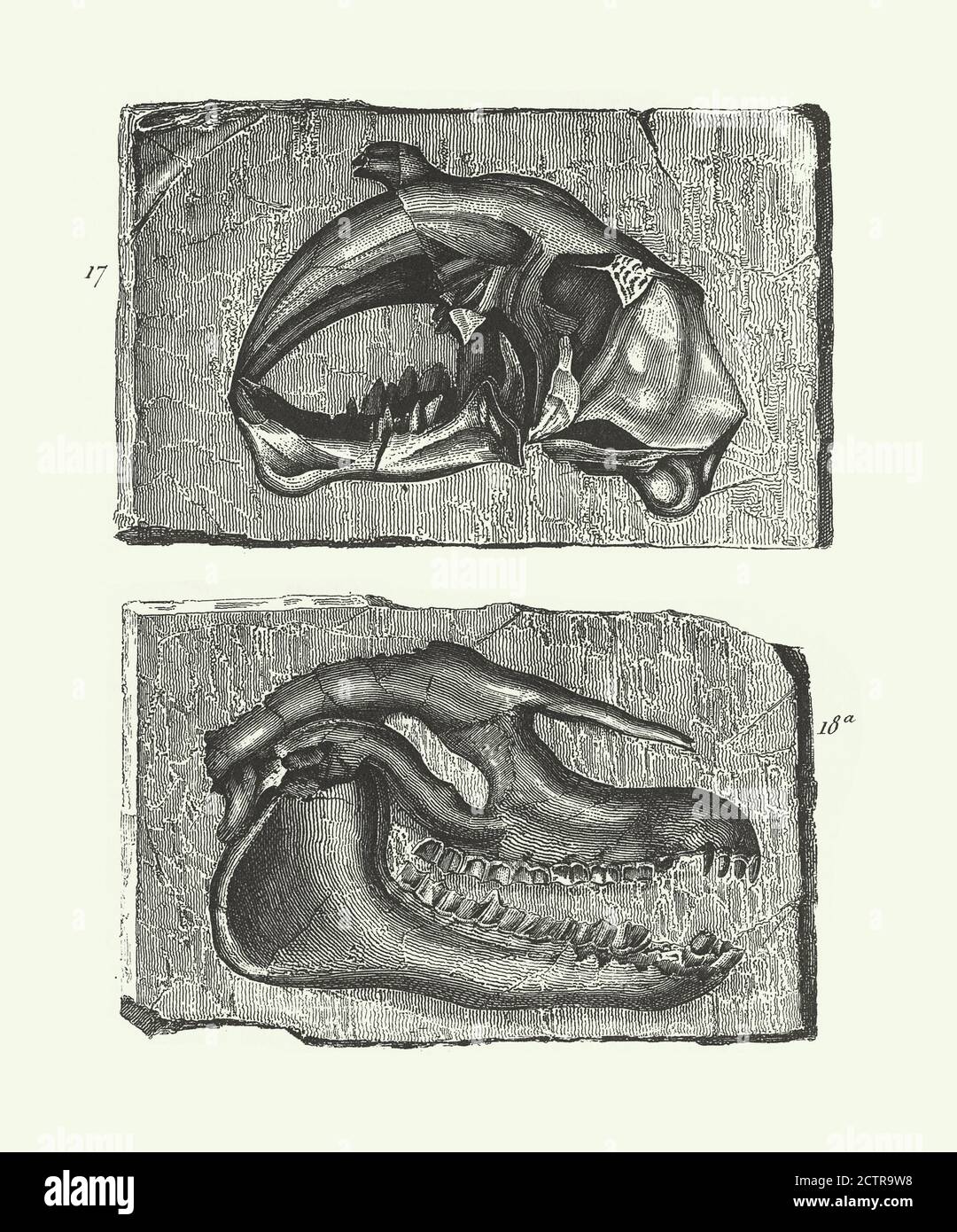Historic Vintage, Fossils of the Tertiary Period, Fossils and Skeletons ...