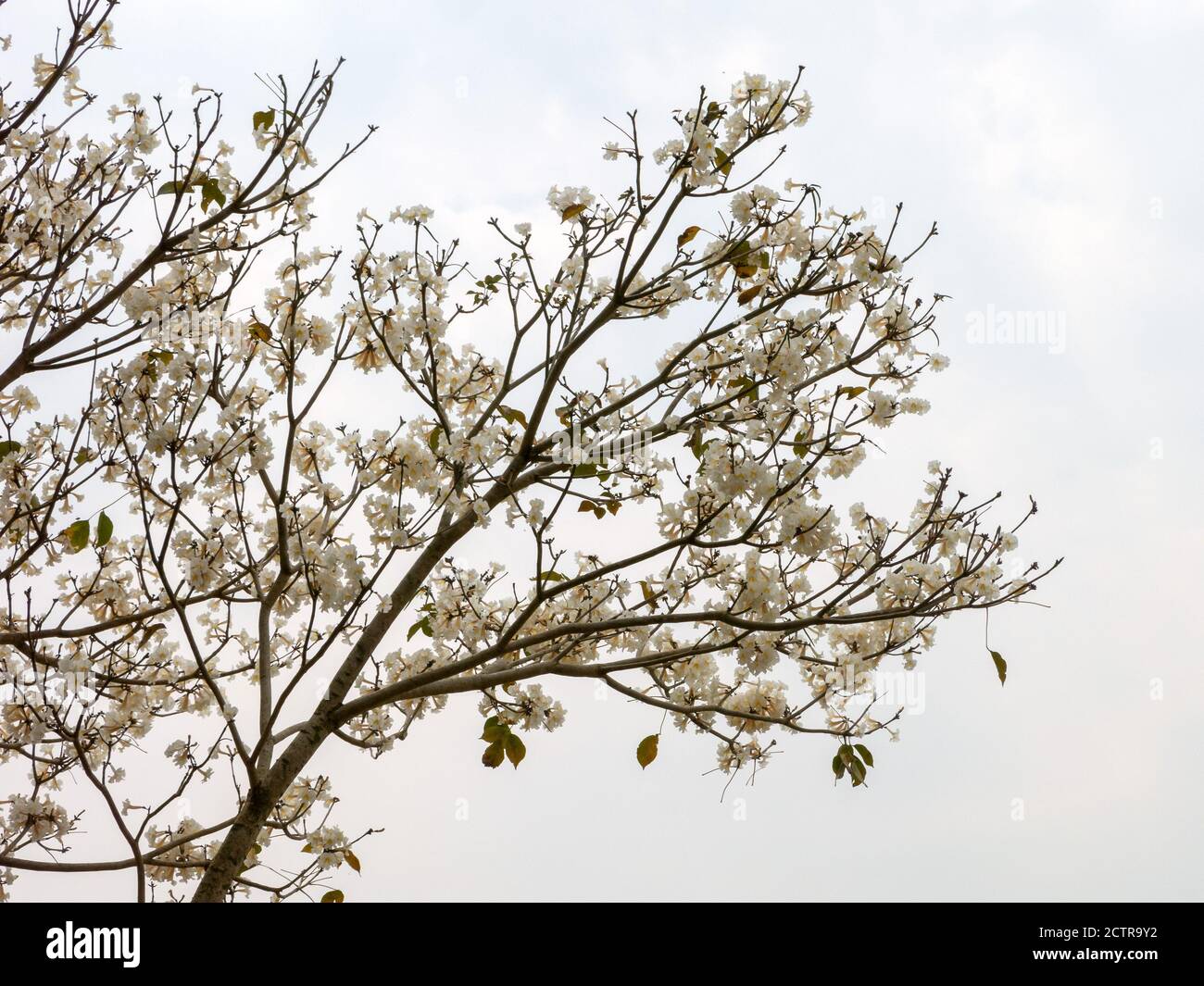White flowers in tree canopy hi-res stock photography and images - Alamy