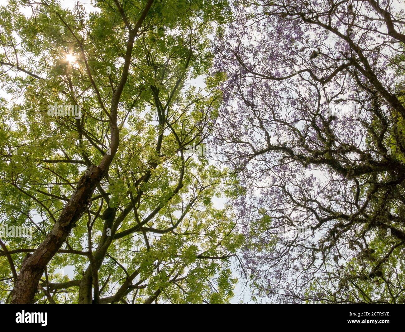 Colored tree top leaves seen from bellow Stock Photo - Alamy