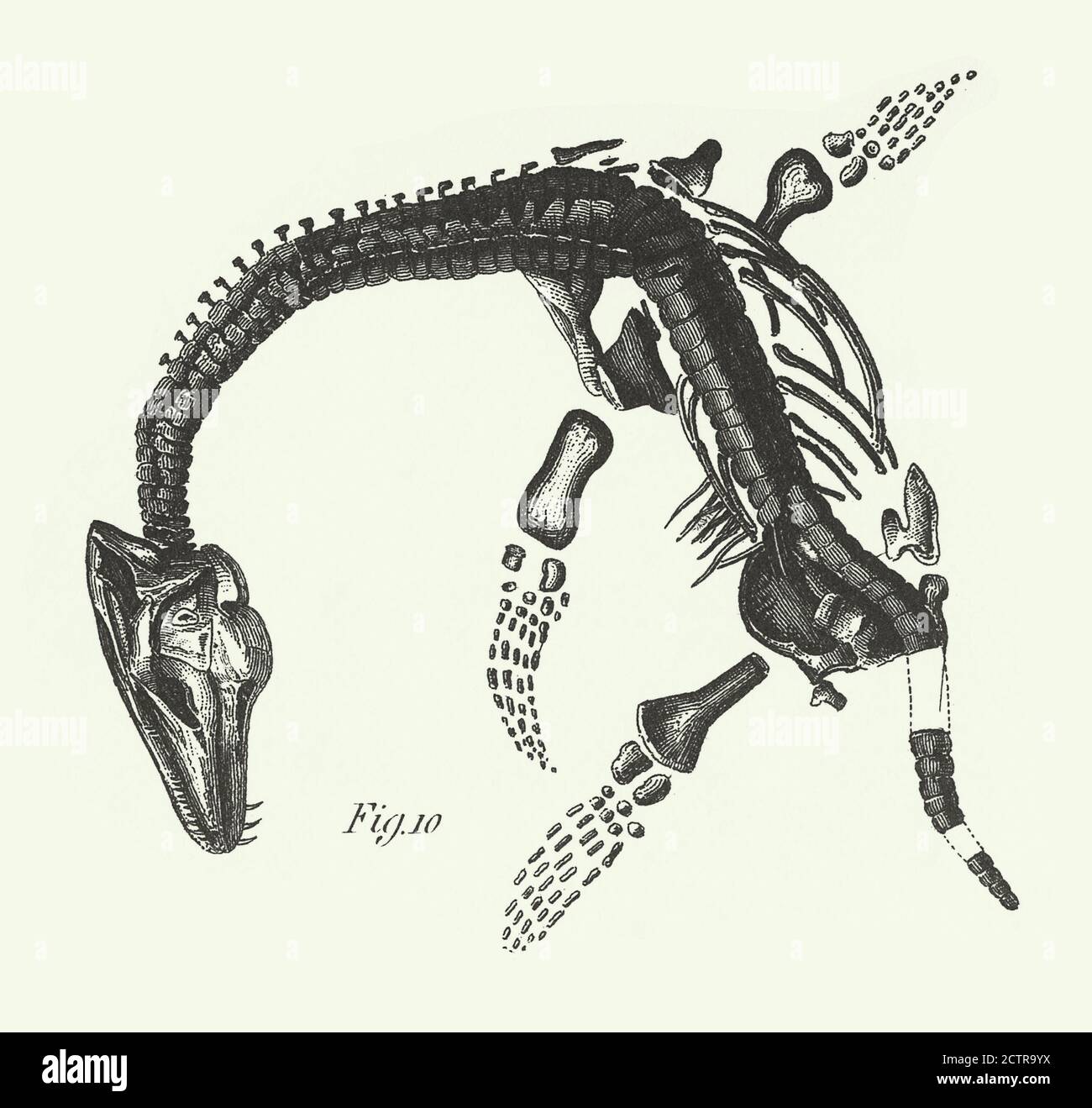 Tertiary Period Fossils