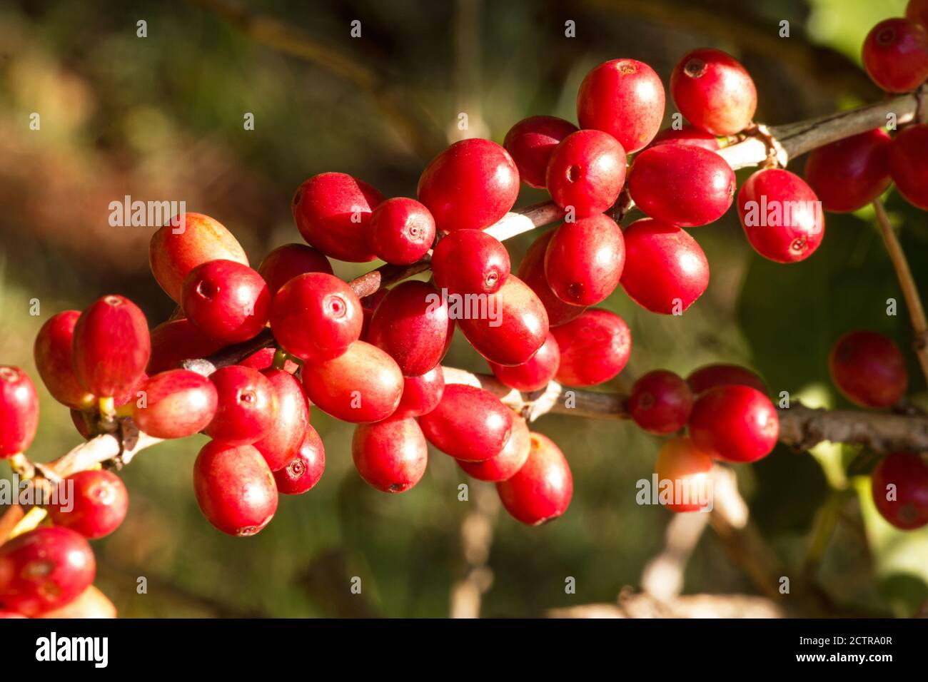 Arabian coffee arabica fruits hi-res stock photography and images - Alamy