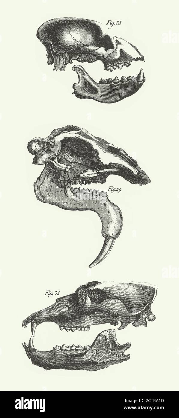 Historic Vintage, Fossils of the Tertiary Period, Fossils and Skeletons ...