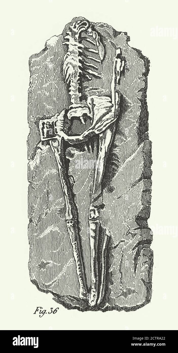 Historic Vintage, Human Skeleton from Guadaloupe (Fossil in Limestone ...