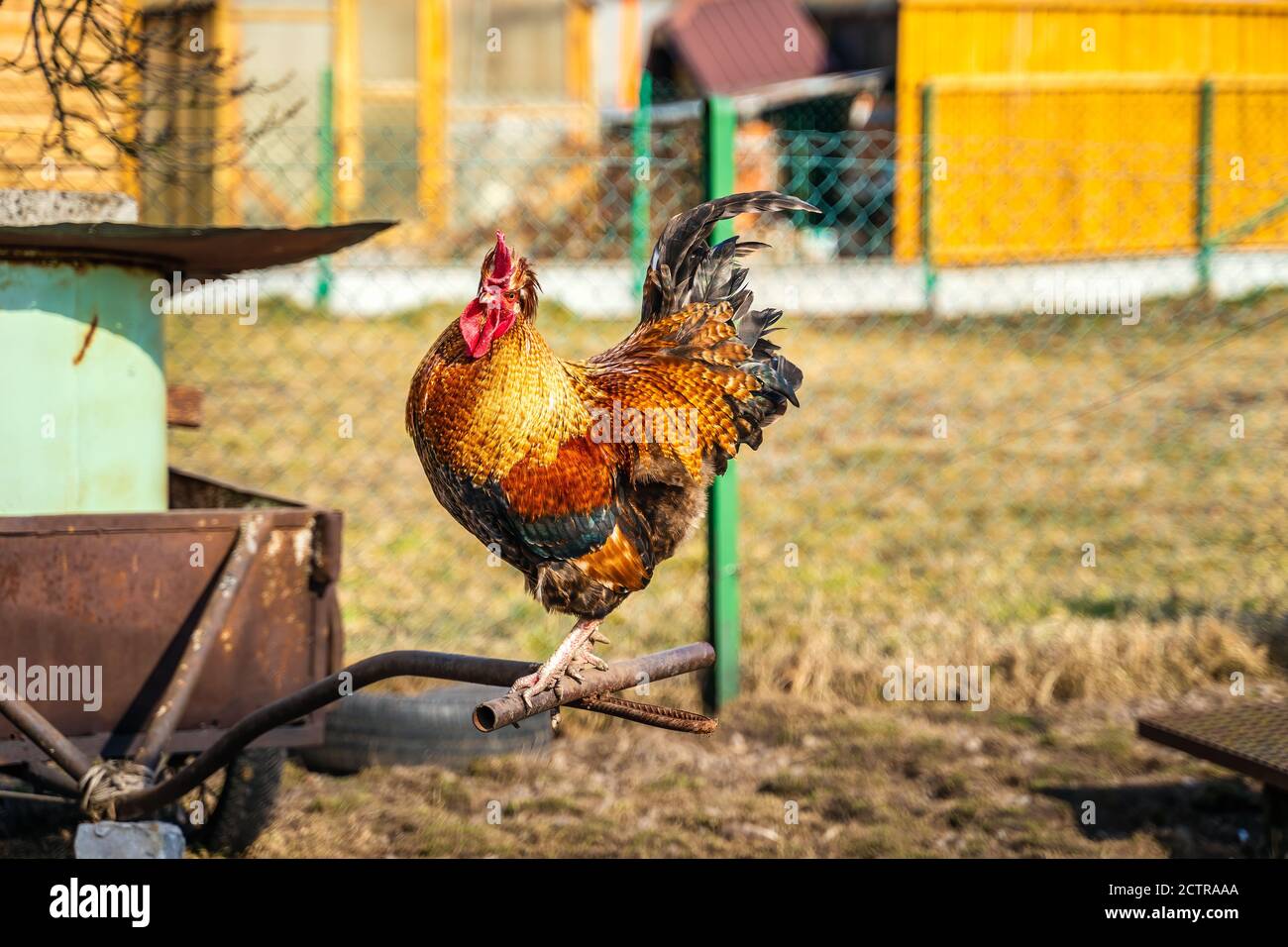 Big Rooster sitting on handle of trailer on countryside farm in Kielce ...