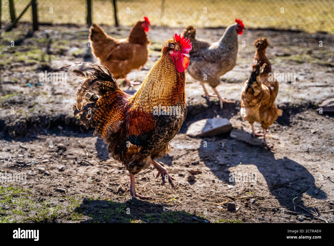 Big rooster and hens feeding on countryside traditional farm in Kielce ...