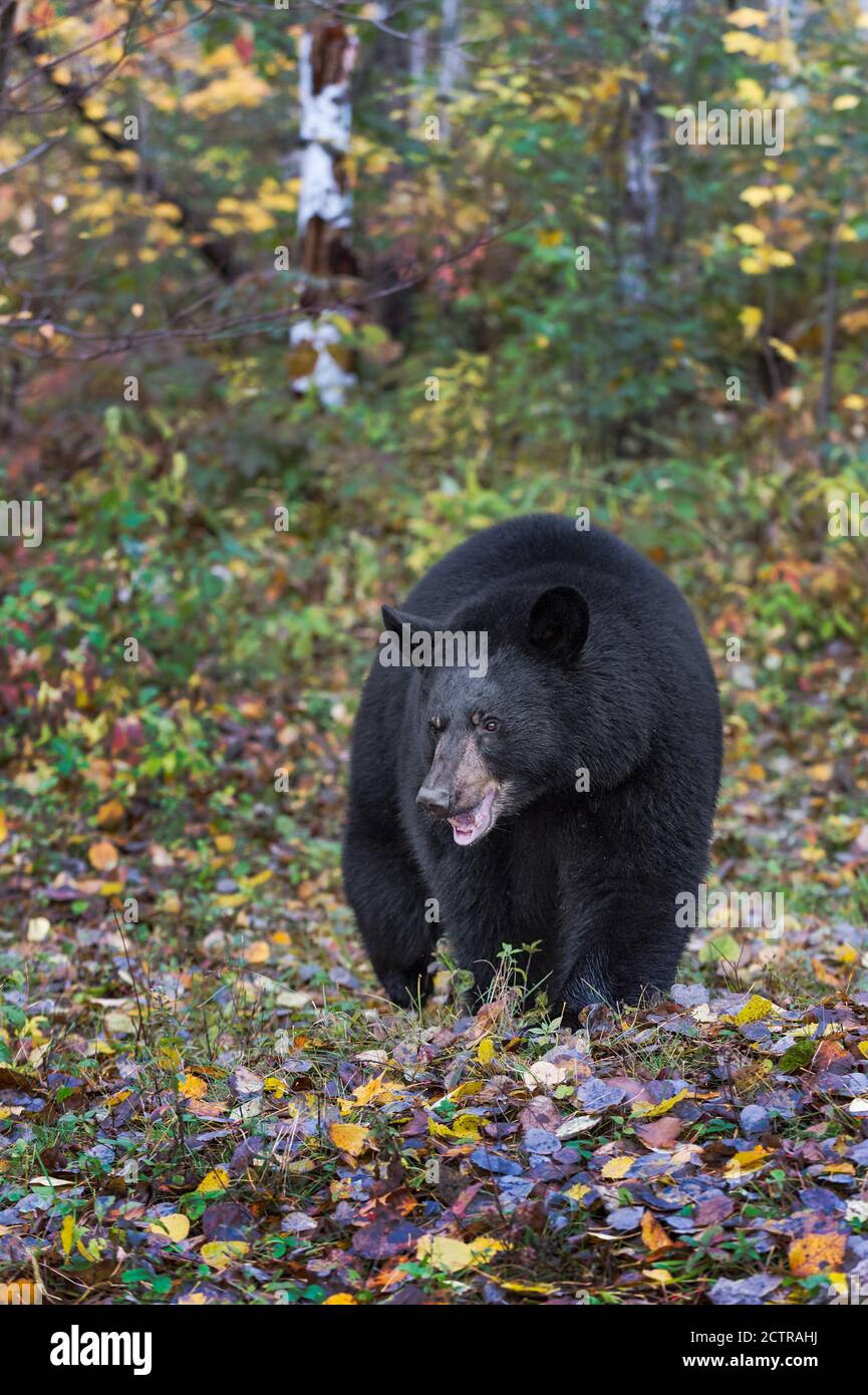 Black Bear (Ursus americanus) Stands in Leaves Mouth Open Autumn ...