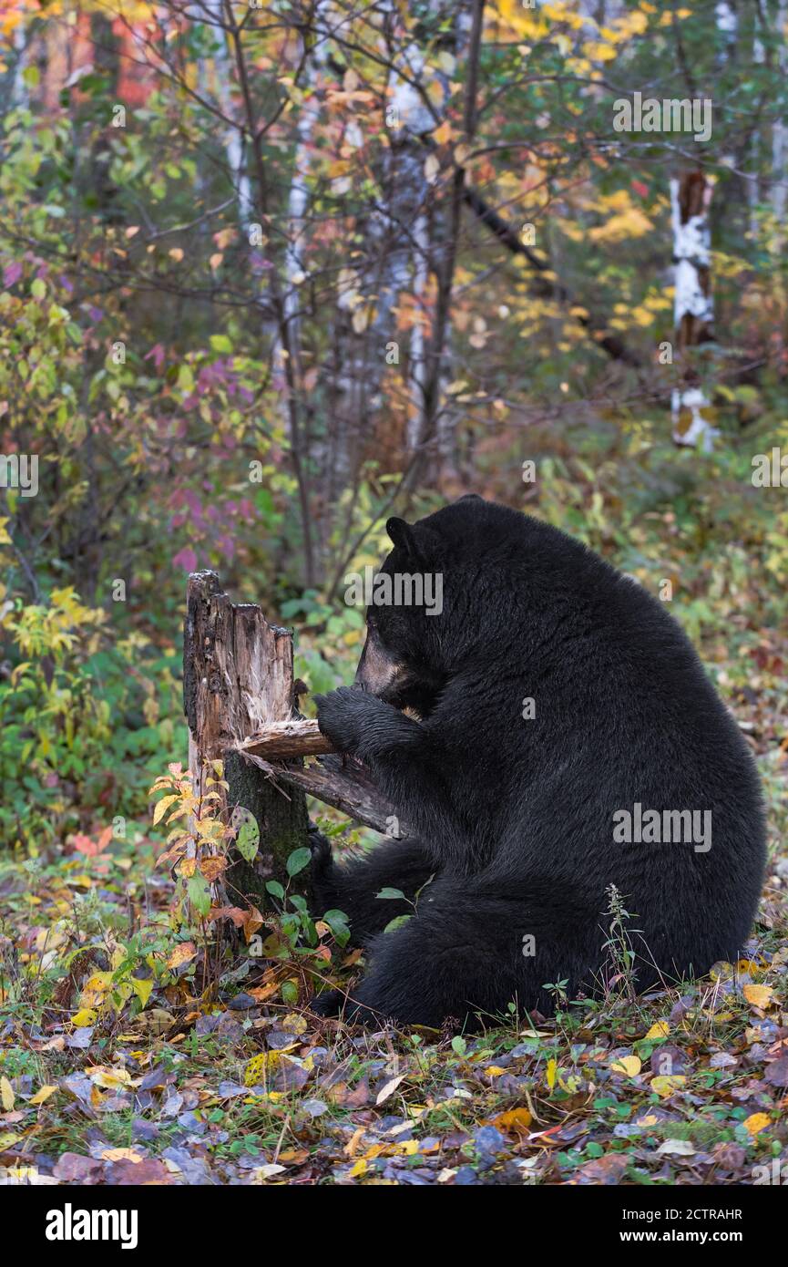 Black bear rips tree hi-res stock photography and images - Alamy